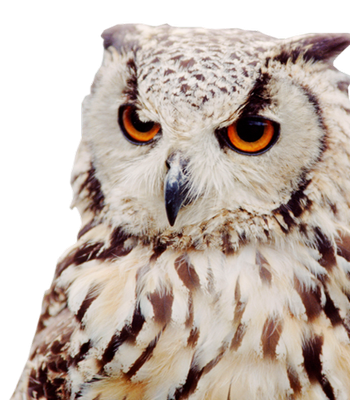 猫头鹰png素材免费下载 - PNG派